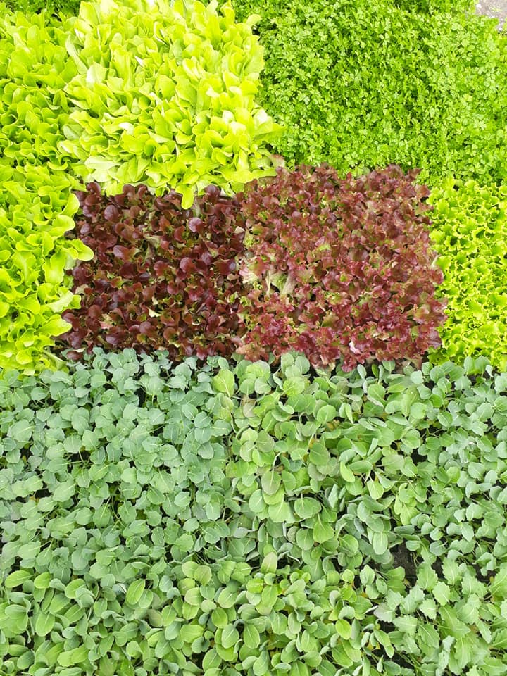 MEIN BIOFELD – So funktioniert’s! – Feldinger-Biobauer